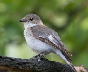 ᐈ Птица Мухоловка: [фото и описание] самец и самка, виды, как выглядит