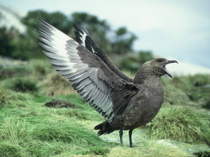 Поморник (Stercorariidae): описание, размножение, фото, виды