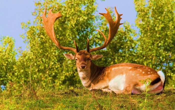 Олень пятнистый (Cervus nippon): фото, интересные факты