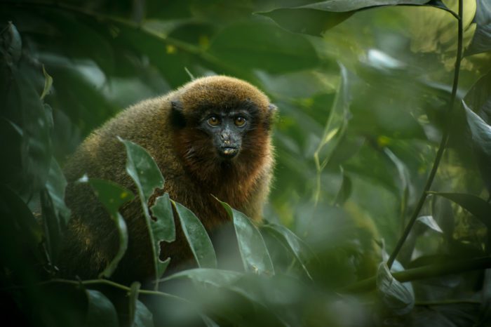 Тити (Callicebus torquatus): фото, виды, интересные факты